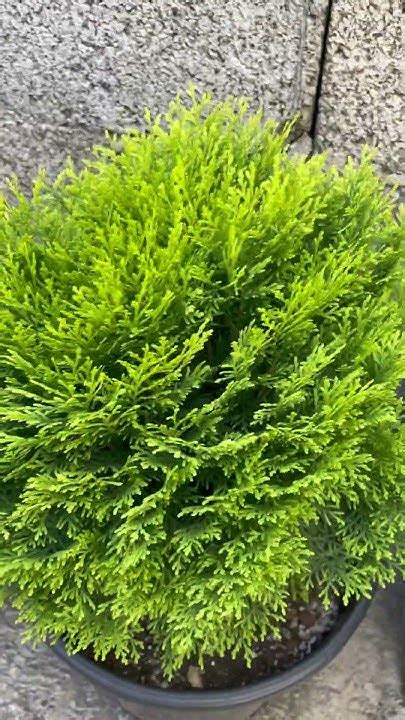 2025 Batumi Plants ტუია ნაძვი დეკორატიულიტუია ბათუმი 🇬🇪 ️ Youtube