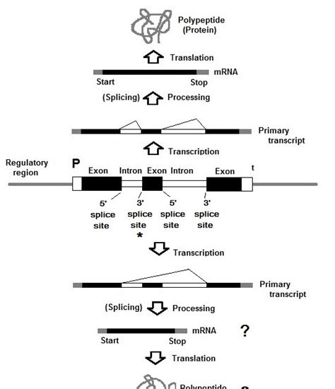 Sandwalk The Number Of Splice Variants In A Species Correlates Inversely With The Population