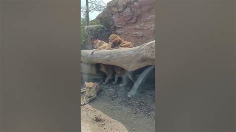 사파리 랜선투어 Youtube