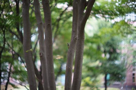 門脈欠損 定期検診 門脈欠損症 治療にむけて