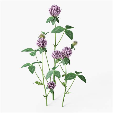 Meadow Plant Clover 3d Modell Herunterladen Gras On