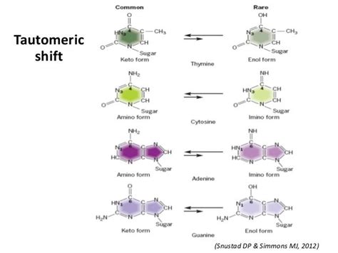 Mutation And Dna Repair