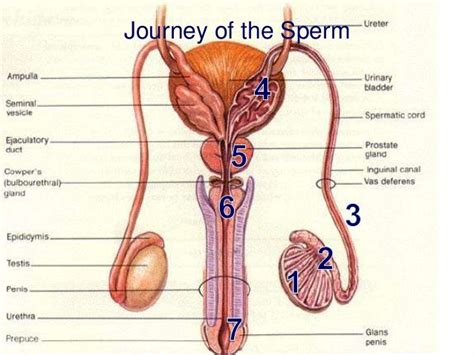 Sexual Anatomy Diagram Male And Female Reproductive System Images