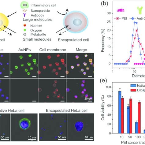 A Schematic Diagram Of The Function Of The Encapsulation Layer B