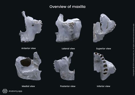 Maxilla Anatomyapp