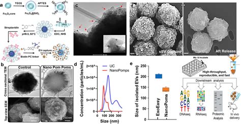 Nano Pom Poms Fabrication For Highly Specific Exosome Isolation And