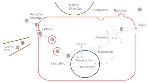 Diagramma Semplice Del Virus