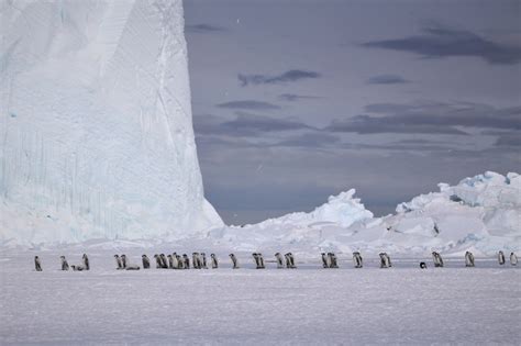 지구를 살려주세요…바다 위 빙하 한가운데 떠 있는 북극곰 포착