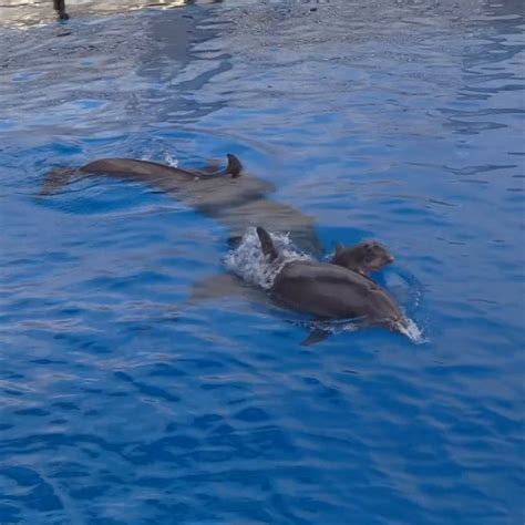 Dolphin Calves Born At Seaworld San Diego All Together Now A 🐬💙🐬