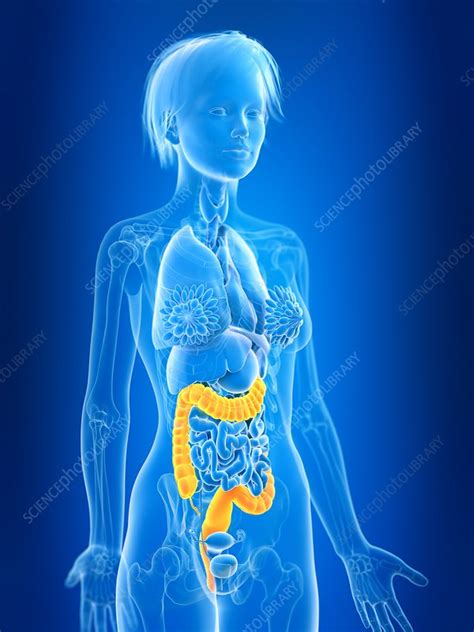Illustration Of Female Colon Stock Image F023 3920 Science Photo Library