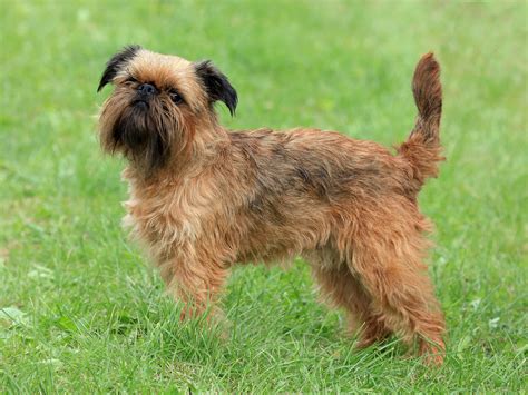 Brussels Griffon Griff Dog Breed Characteristics And Care