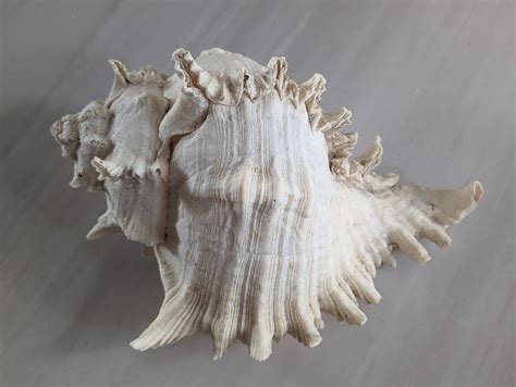 Murex Seashell Shell Large Furniture And Home Living Home Decor Other