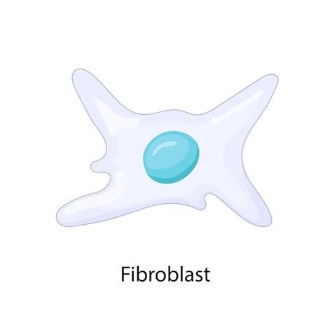 Premium Vector Fibroblast Is A Cell In The Dermis Vector Illustration