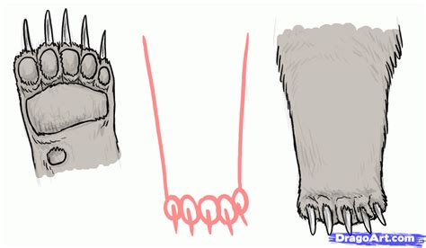 How To Draw Grizzly Bears Step 9 Dessin