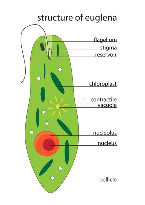 Euglena Characteristics Classification Structure