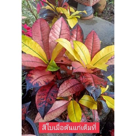 โกสนแอปเปิ้ลไอริชกระถาง11นิ้ว1กระถางมี3ต้นไม้สวยหายากน่าสะสม Saunsomgarden Thaipick