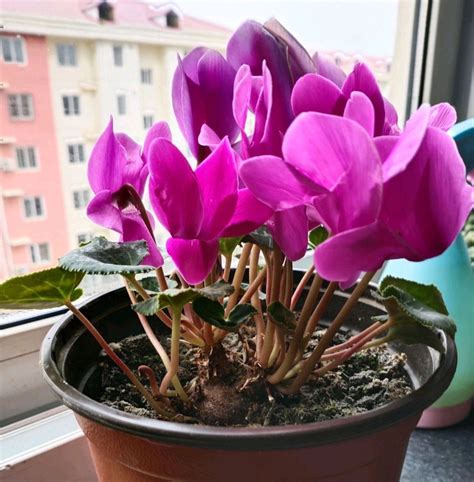 爱花就养2种花，养护简单易开花爆盆，开花可达120天百科ta说