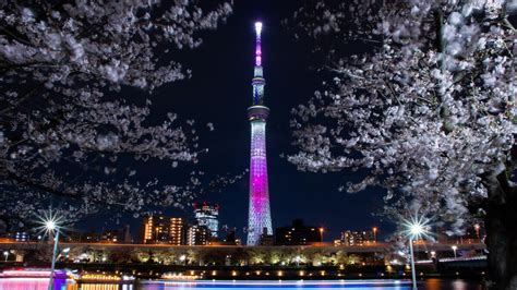 浅草隅田公園で墨堤さくらまつり20253月15日 土 4月13日 日 まで夜桜ライトアップも実施