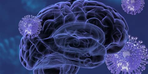 Nonhuman Primate Model Reveals How Hiv Infiltrates The Brain California National Primate