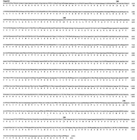 Nucleotide Sequence And Translated Amino Acid Sequence From The Download Scientific Diagram