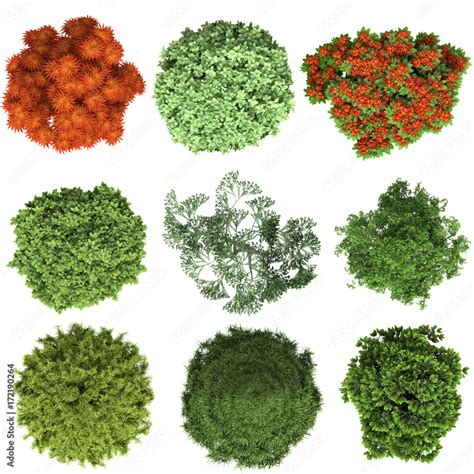 Tree Plan 3d Render On White Background Stock Illustration Adobe Stock