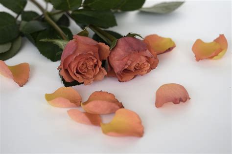 무료 이미지 손 자연 꽃잎 꽃다발 장미 꽃 주황색 식품 봄 녹색 빨간 생기게 하다 담홍색 고맙습니다