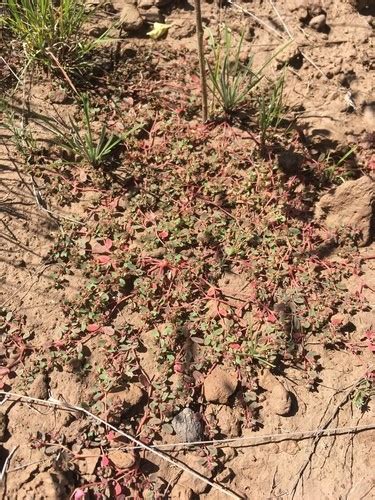 Thymeleaf Sandmat Euphorbia Serpillifolia Flower Leaf Care Uses
