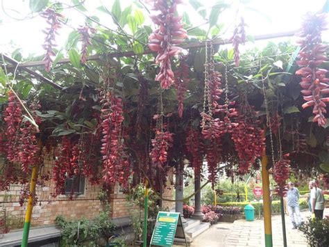 Rose Gardens Munnar 2020 All You Need To Know Before You Go With