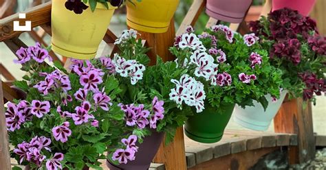 화분에 심은 정원 사진 Unsplash의 무료 바깥 이미지