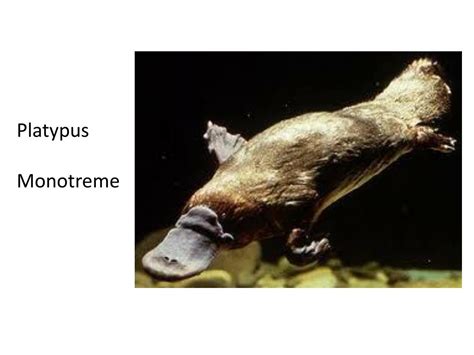 Ppt The Cladogram Of Animals Powerpoint Presentation Free Download
