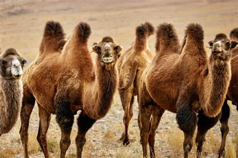 Wild Bactrian Camel Is This Animal Endangered
