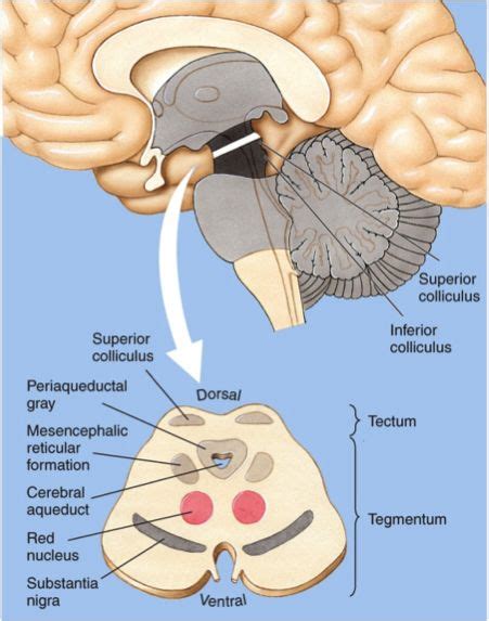 Mesencephalon Brain Anatomy Medical Anatomy Neurology