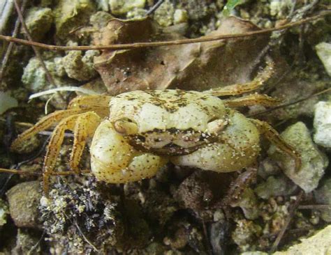 Red Apple Crab Detailed Guide Care Diet And Breeding Shrimp And Snail Breeder