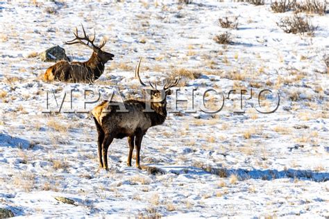 Хустайн байгалийн цогцолборт газар Mongolian Press Agency