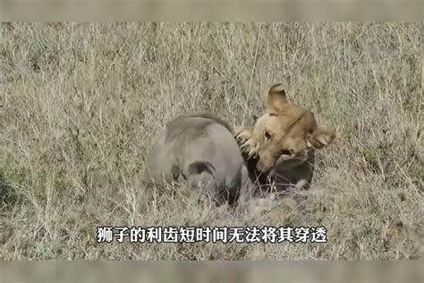 狮子抓到一头疣猪，鬣狗想过来想吃美食，这不是明显的找打吗