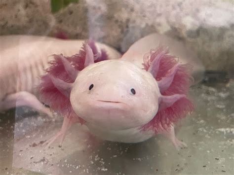 아홀로틀 우파루파 사랑단 Band