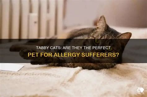 Tabby Cats Are They The Perfect Pet For Allergy Sufferers Petshun