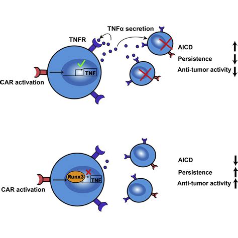 Enforced Expression Of Runx3 Improved Car T Cell Potency In Solid Tumor Via Enhancing Resistance