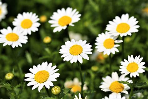 데이지 꽃 매크로 야외 Pixabay의 무료 사진