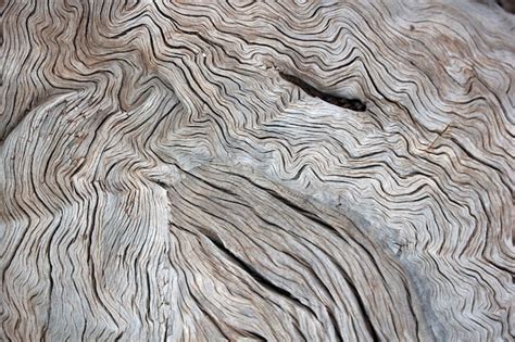 Premium Photo Tree Texture Background Premium Photo Tree Texture Background
