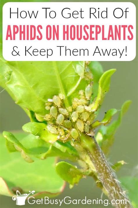 How To Get Rid Of Aphids On Houseplants For Good Get Busy Gardening