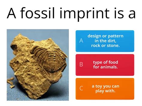 Fossils Grade 3 Quiz