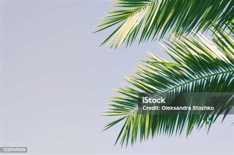 푸른 하늘에 태양 빛과 열대 해변에 자연 녹색 야자수 잎의 배경 여름 방학 과 비즈니스 여행 개념의 공간을 복사합니다 0명에 대한 스톡 사진 및 기타 이미지 Istock
