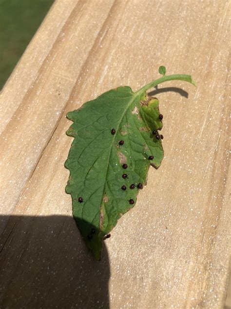 Found Some Bugs And Eggs On My Tomato Plants That I Dont Recognize