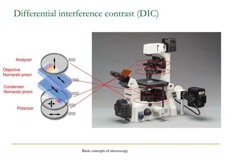 Ppt Basic Concepts Of Microscopy Powerpoint Presentation Free
