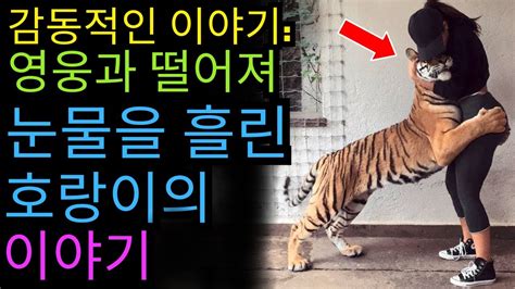 이 이야기는 당신의 마음을 아프게 할 것입니다 호랑이가 마지막 숨을 내쉬며 남긴 감동적인 이별 Youtube