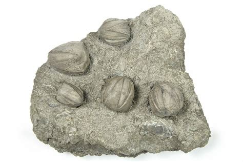 3 2 Plate Of Blastoid Pentremites Fossils Oklahoma 270097 For Sale