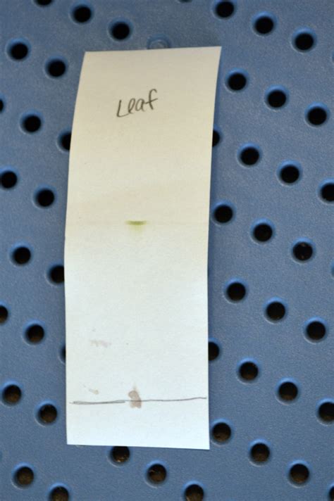 Leaf Chromatography Experiment To Explore The Pigments And Solvents