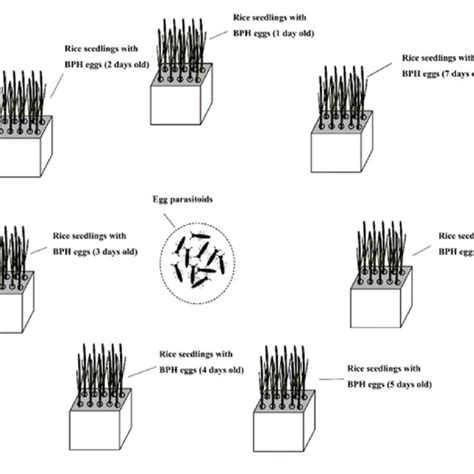 Experimental Illustration Of The Parasitism Preference Of Egg Download Scientific Diagram