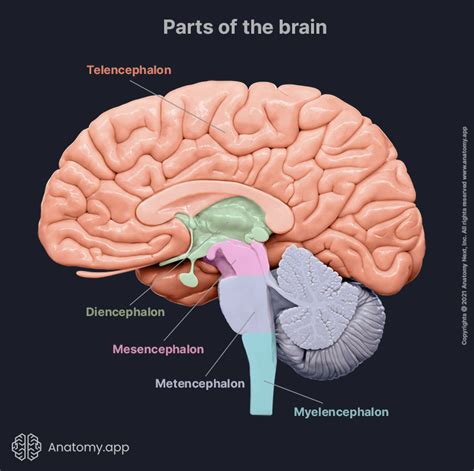 Brain Encyclopedia Anatomy App Learn Anatomy 3d Models Articles And Quizzes